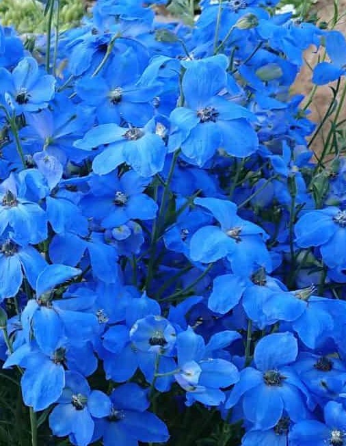 Aed-kukekannus 'Cheer Blue F1' – Mõigu Aiand