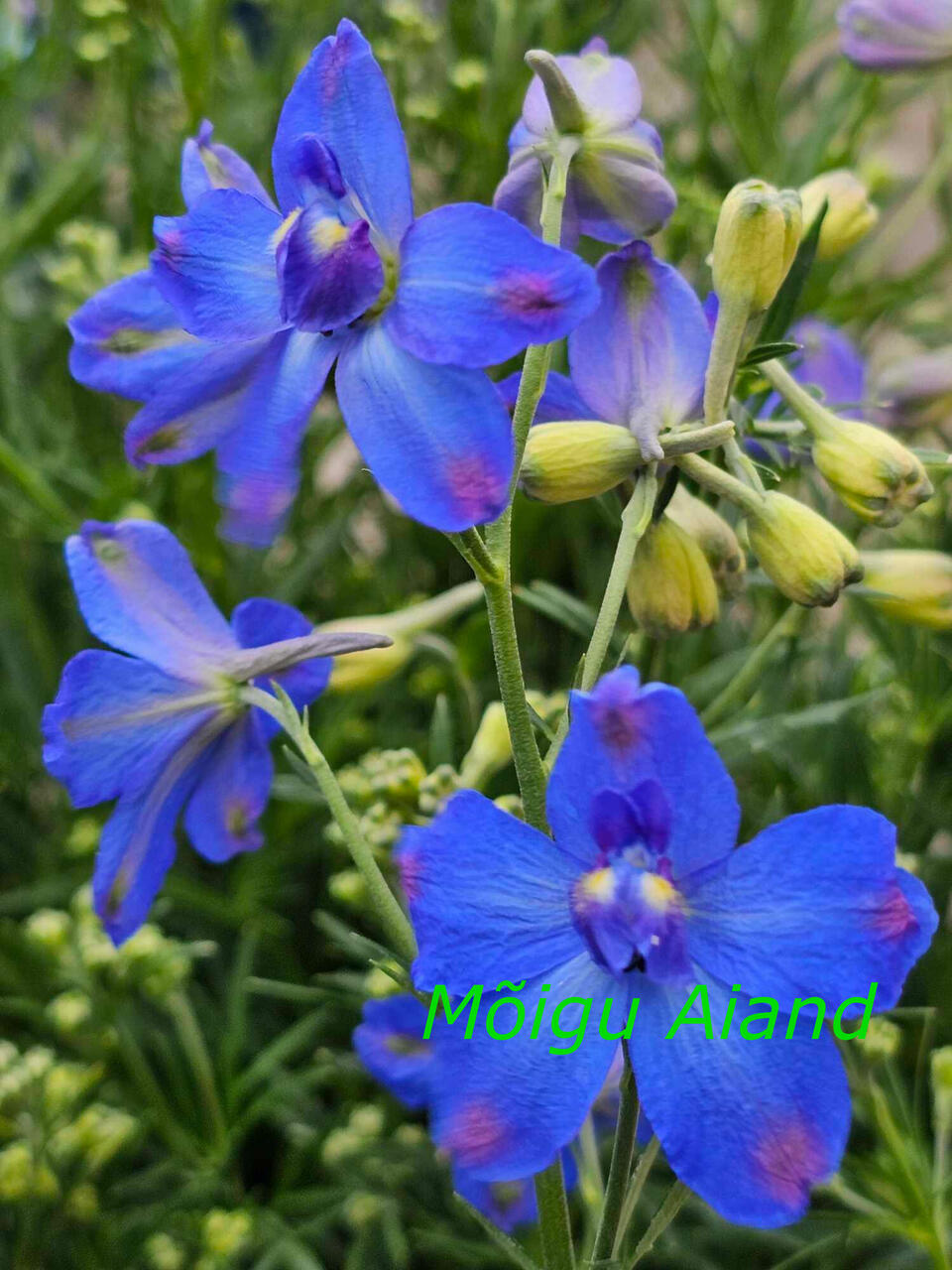 Aed-kukekannus 'Cheer Blue F1' – Mõigu Aiand