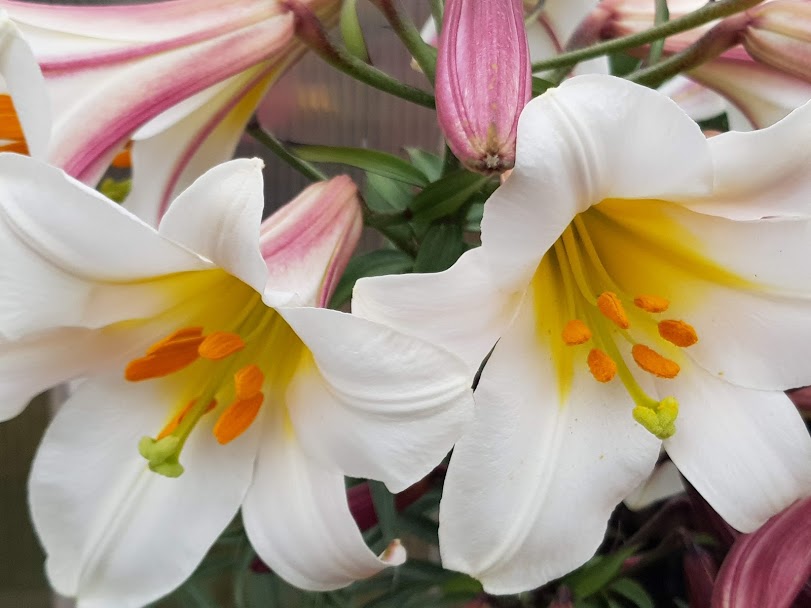 Liiliad (potis kasvatatud taim) – Mõigu Aiand